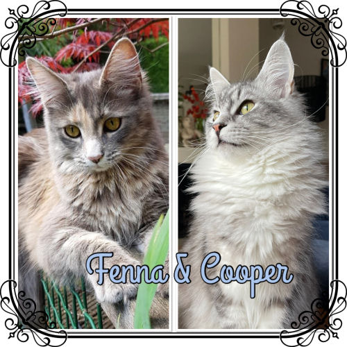 Cattery Blue Valentine